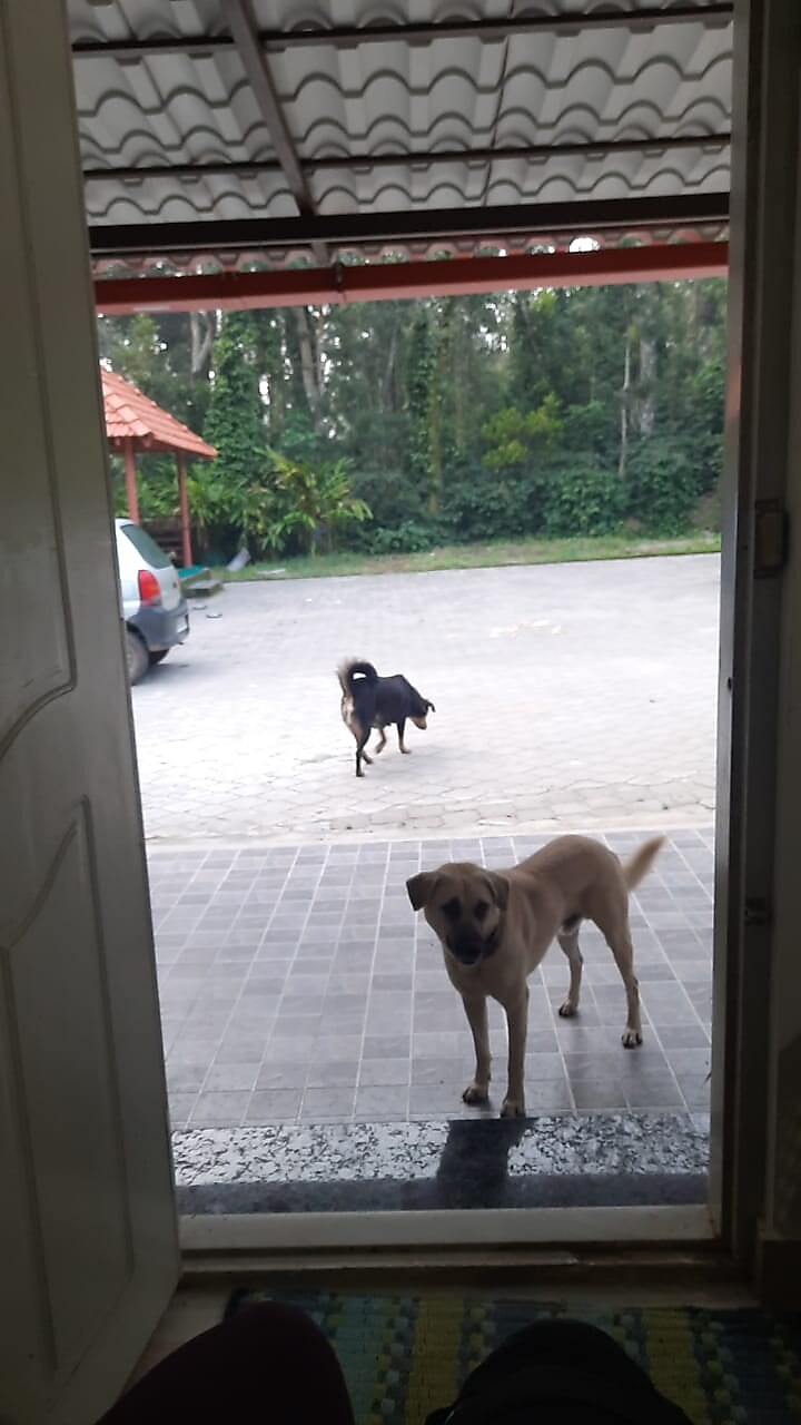 Bird Tweet Homestay 𝗕𝗢𝗢𝗞 Chikmagalur Homestay 𝘄𝗶𝘁𝗵 𝗙𝗥𝗘𝗘 𝗖𝗮𝗻𝗰𝗲𝗹𝗹𝗮𝘁𝗶𝗼𝗻