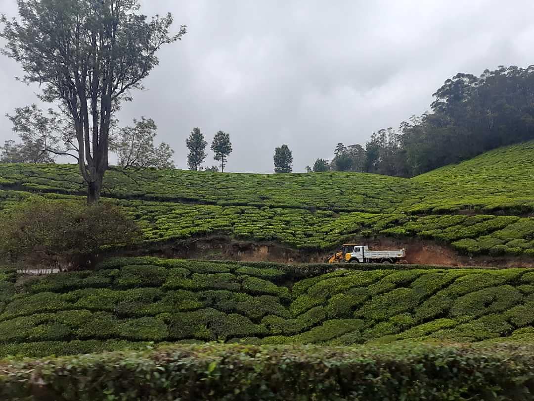 Zostel Munnar 𝗕𝗢𝗢𝗞 Munnar Hostel 𝘄𝗶𝘁𝗵 𝗙𝗥𝗘𝗘 𝗖𝗮𝗻𝗰𝗲𝗹𝗹𝗮𝘁𝗶𝗼𝗻