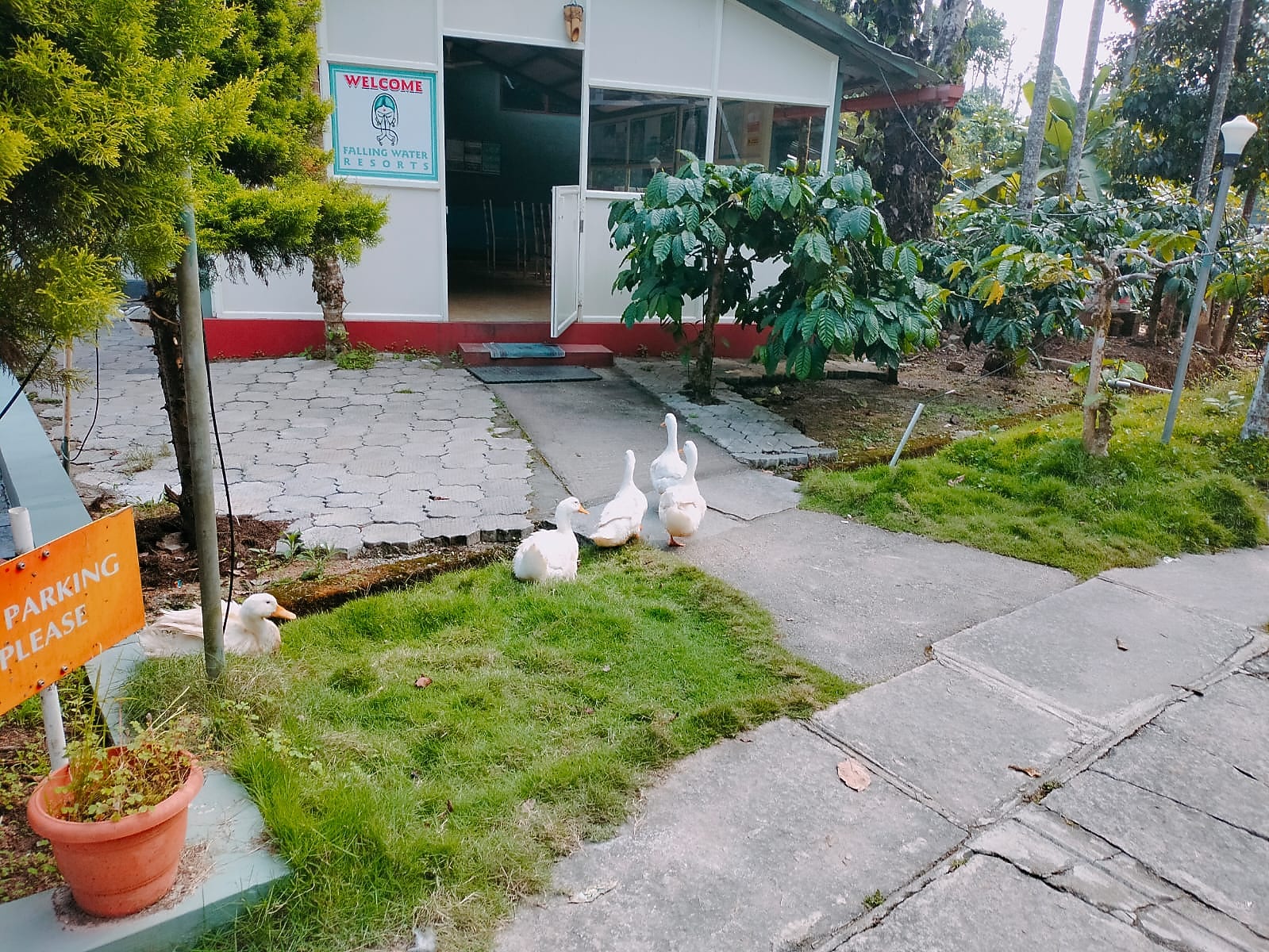 Falling Water Resort by Travent Mug 𝗕𝗢𝗢𝗞 Sakleshpur Resort 𝘄𝗶𝘁𝗵 𝗙𝗥𝗘𝗘 ...