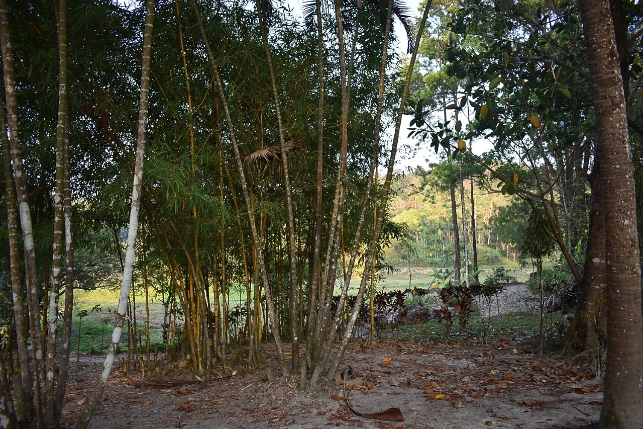 The Capitol Village Resort Coorg Resort Price, Address & Reviews