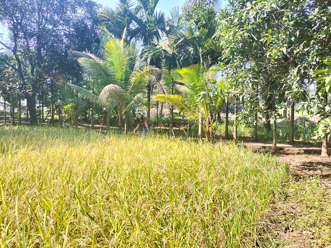 Photos of Red Roof Farmhouse | Rooms & Bungalow - Farm House in Chiplun