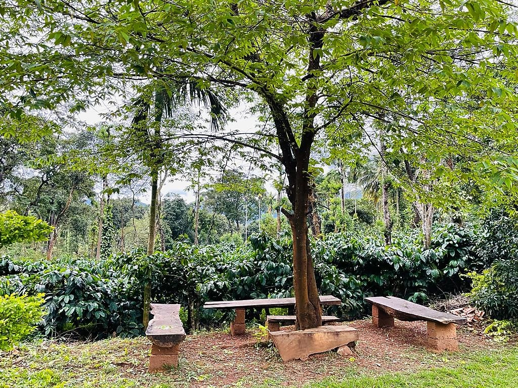 Photos of Pepper Trail Home stay - Homestay in Coorg