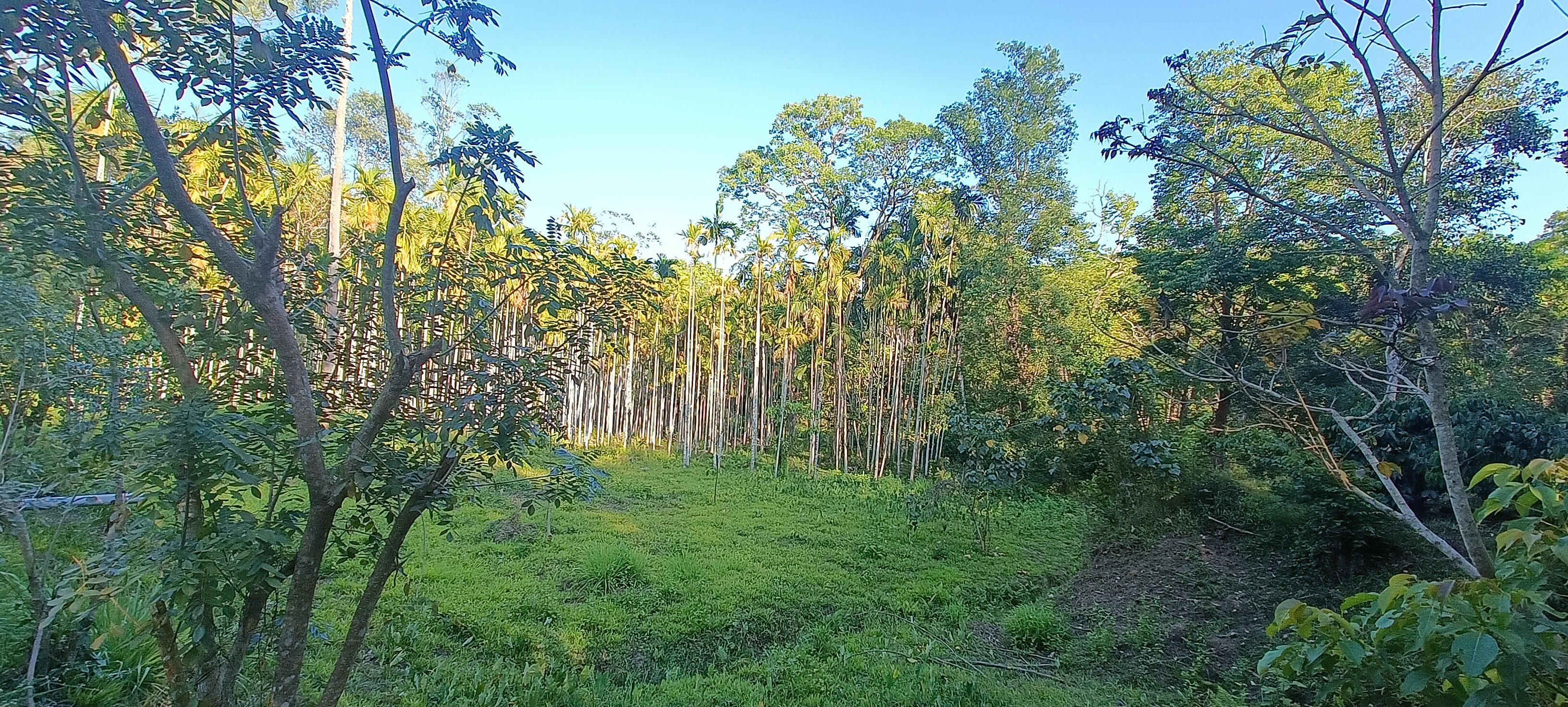 Avadale Coorg- Stag Group Not Allowed 𝗕𝗢𝗢𝗞 Coorg Resort 𝘄𝗶𝘁𝗵 ₹𝟬 𝗣𝗔𝗬𝗠𝗘𝗡𝗧