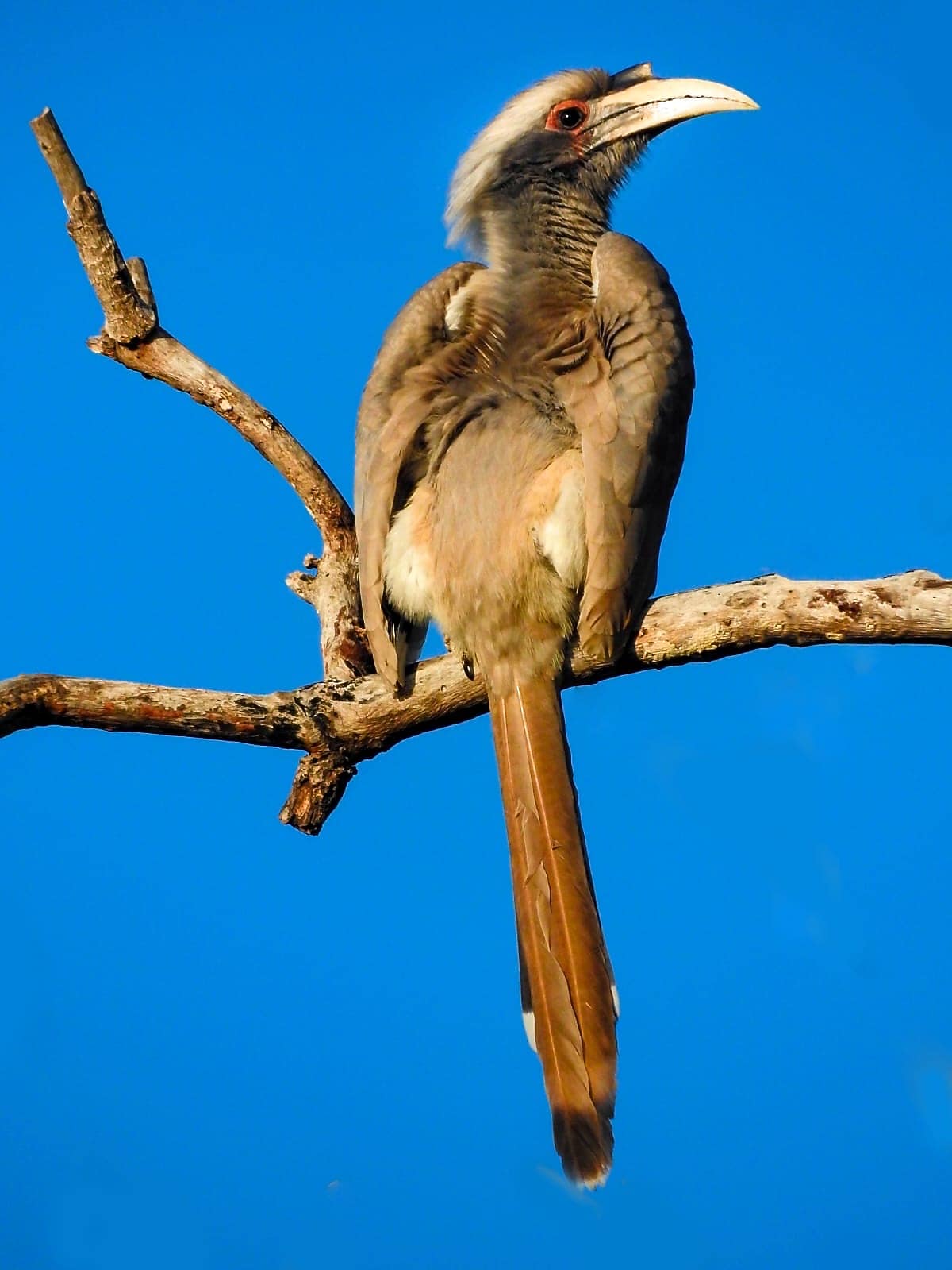 Photos of Bijay Niwas Palace, Bijaynagar - Hotel in Bijainagar