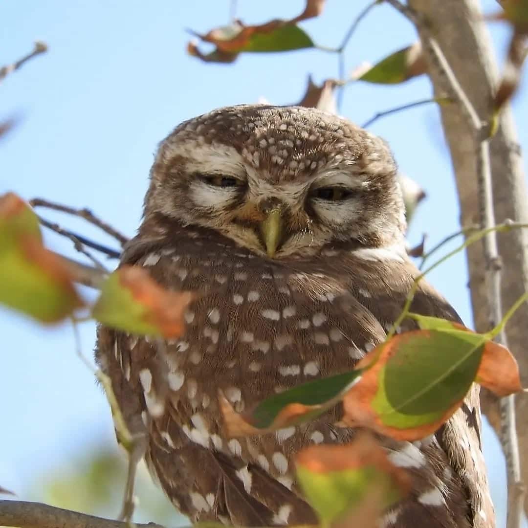 Photos of Bijay Niwas Palace, Bijaynagar - Hotel in Bijainagar