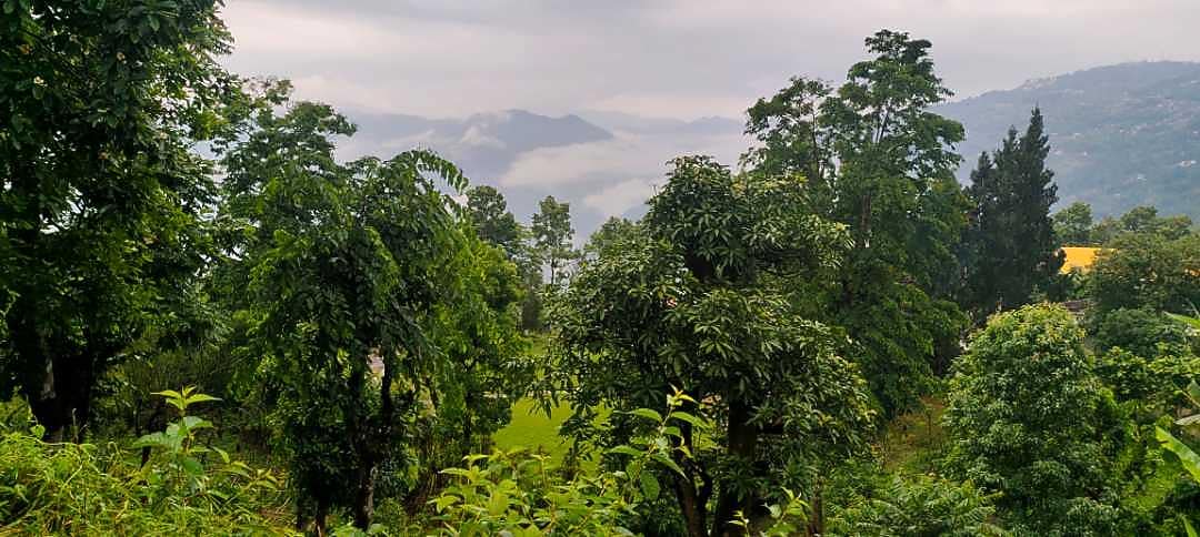 Photos of Roots Shoots & Beds | Rooms in a Homestay - Homestay in Kalimpong