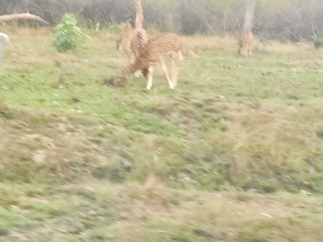 The Country Club Wild Life Resort | Bandipur National Park Resort BOOK @ ₹1