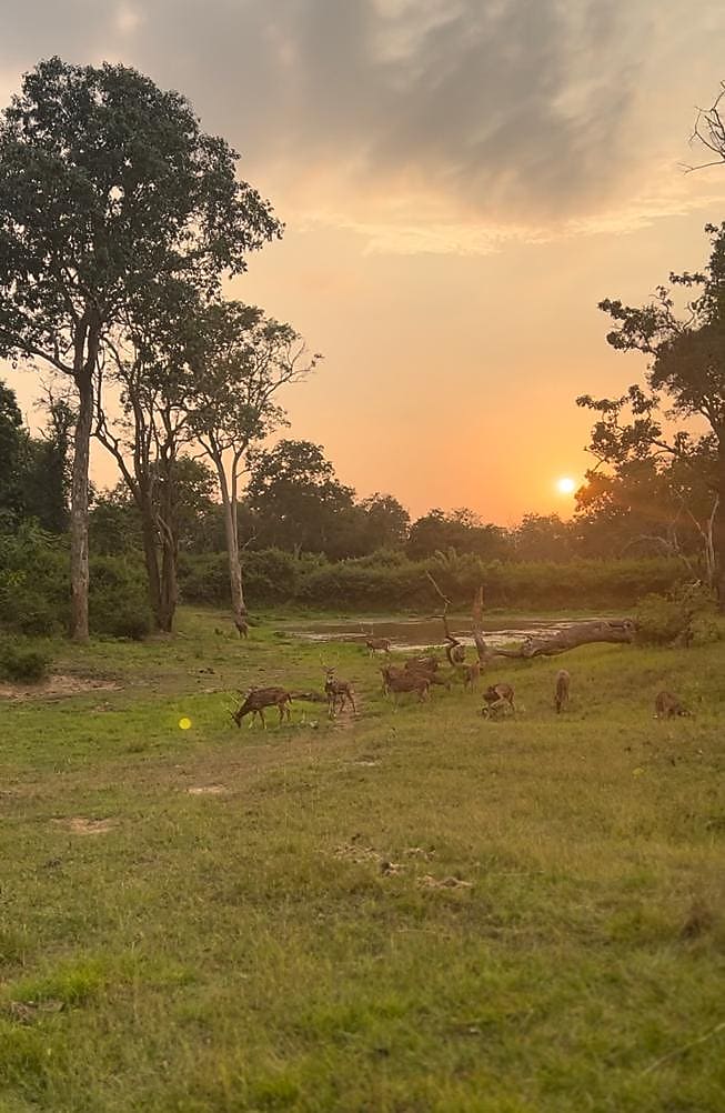 Reviews of Bandipur Safari Lodge by Jungle Lodges - Resort in Bandipur ...