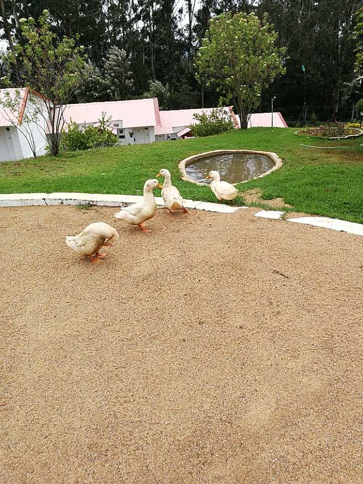 Deccan Park Ooty Resort, FREE Cancellation*, Price, Address & Reviews