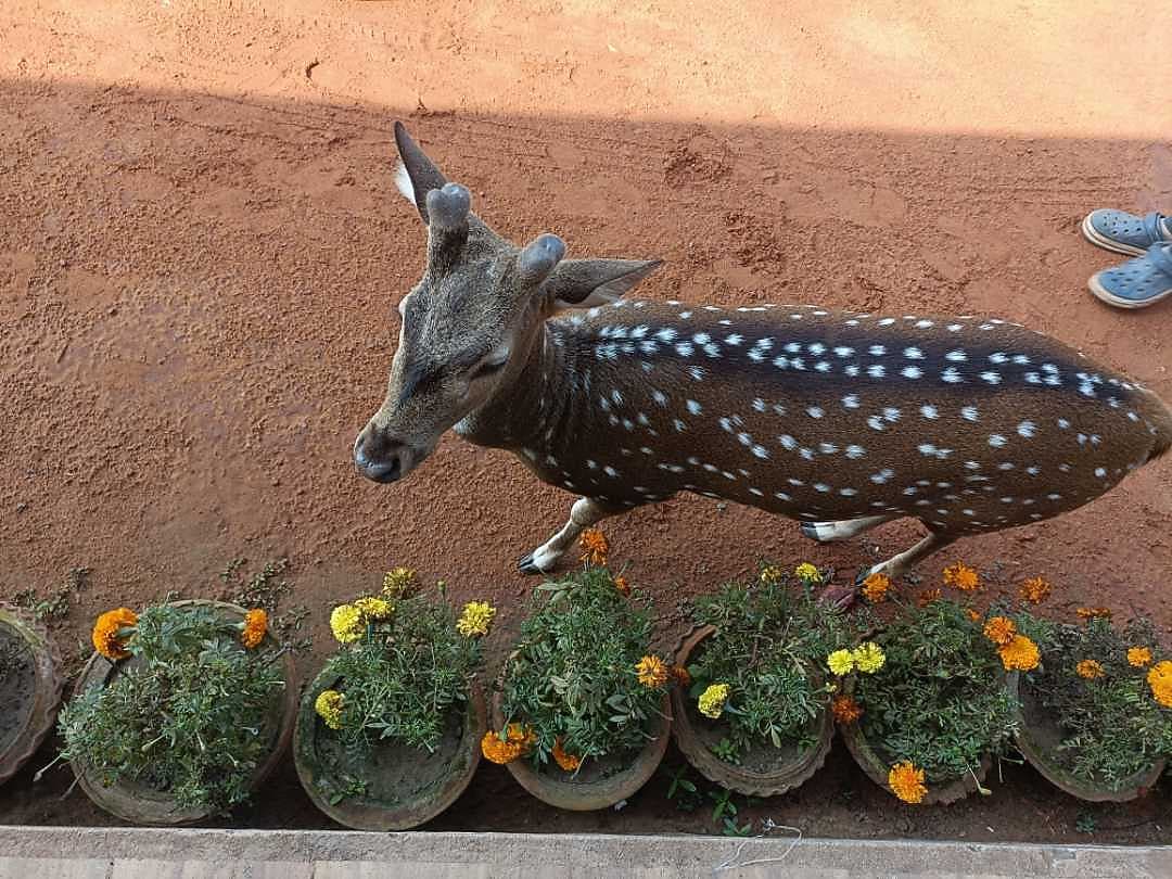 Photos of Jungle Camp - Resort in Puri