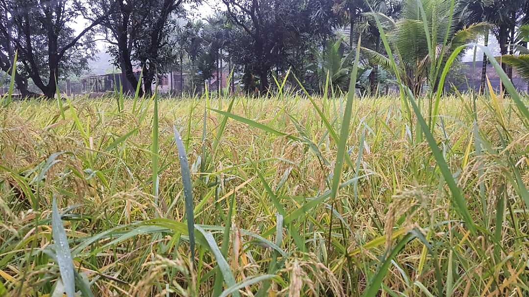 Photos of Red Roof Farmhouse | Rooms & Bungalow - Farm House in Chiplun