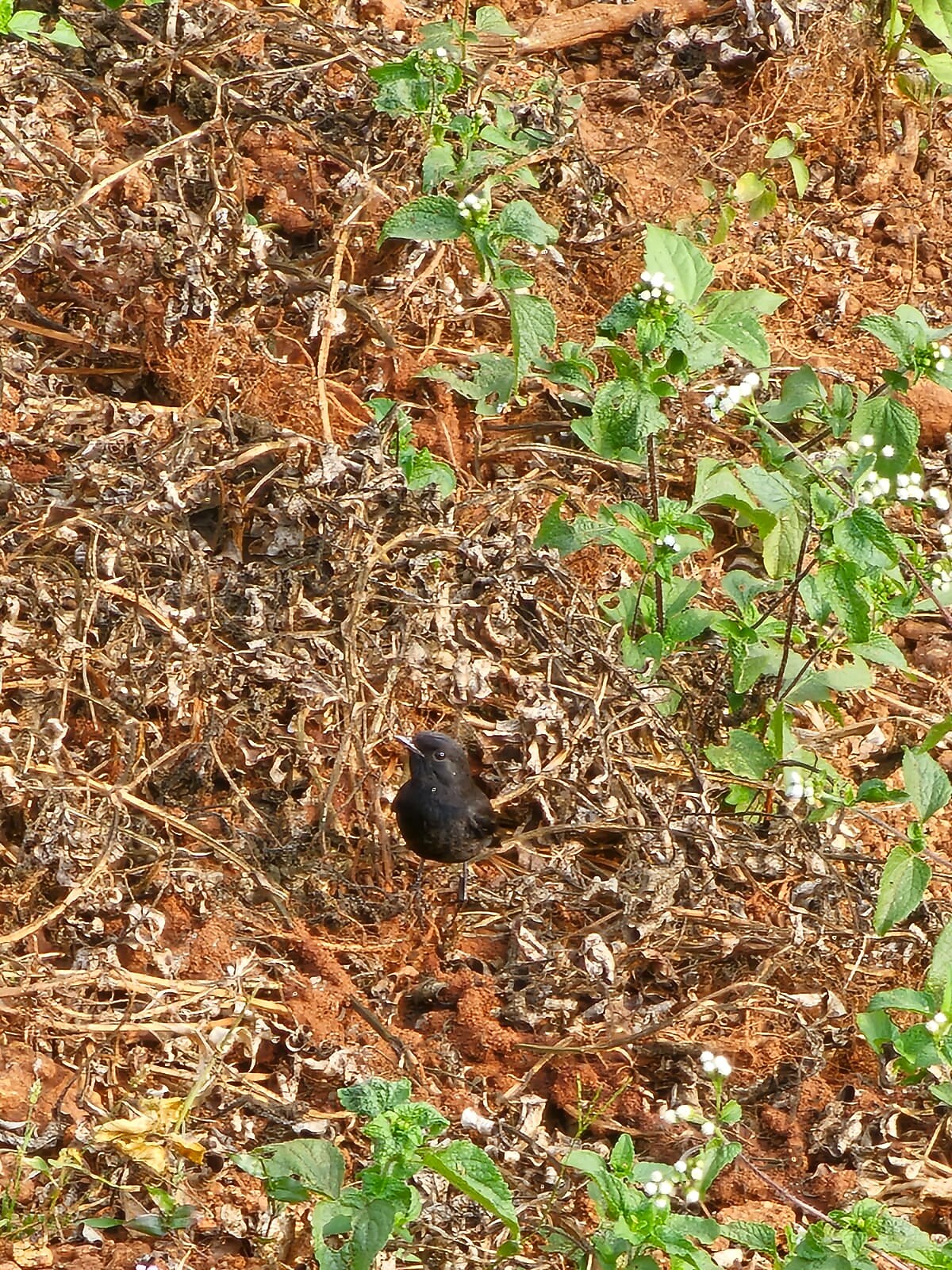 Reviews of Subhedar Machi Resort - Hotel in Pune