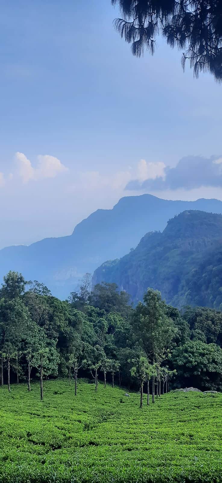 The Hidden Heaven 𝗕𝗢𝗢𝗞 Coonoor Homestay 𝘄𝗶𝘁𝗵 𝗙𝗥𝗘𝗘 𝗖𝗮𝗻𝗰𝗲𝗹𝗹𝗮𝘁𝗶𝗼𝗻