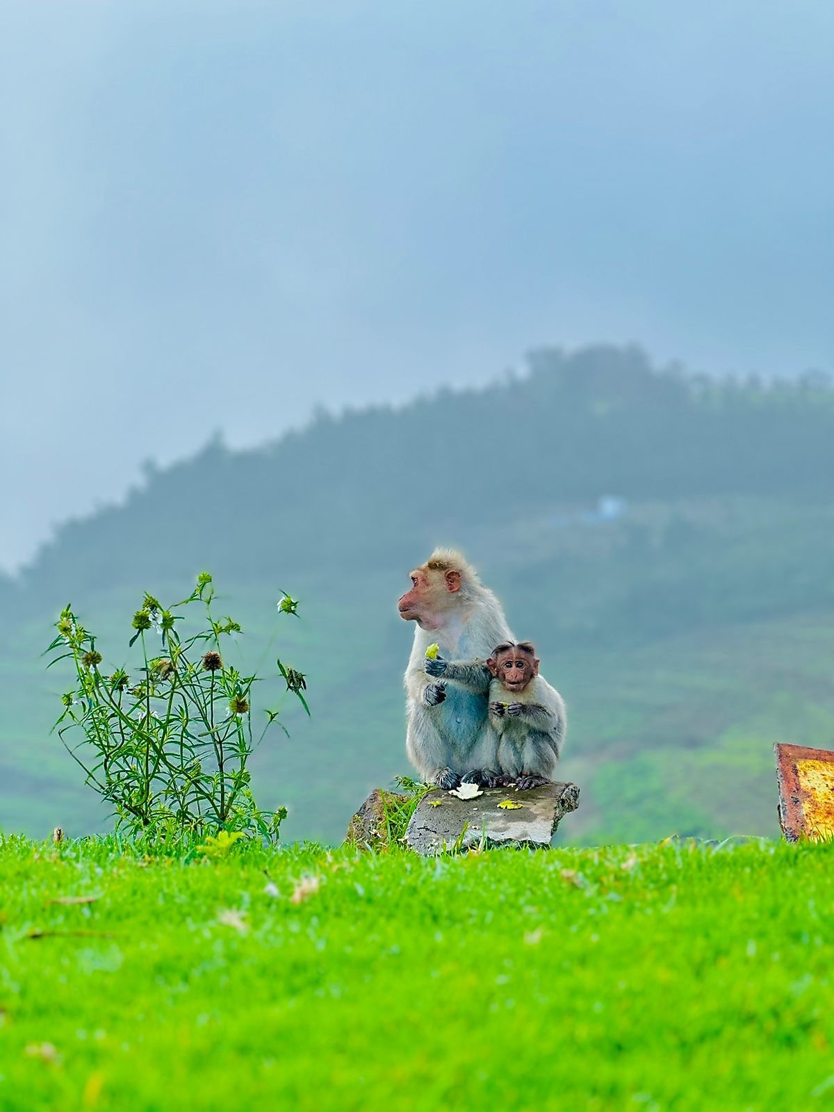 Deccan Valley View Resorts 𝗕𝗢𝗢𝗞 Kotagiri Resort 𝘄𝗶𝘁𝗵 ₹𝟬 𝗣𝗔𝗬𝗠𝗘𝗡𝗧