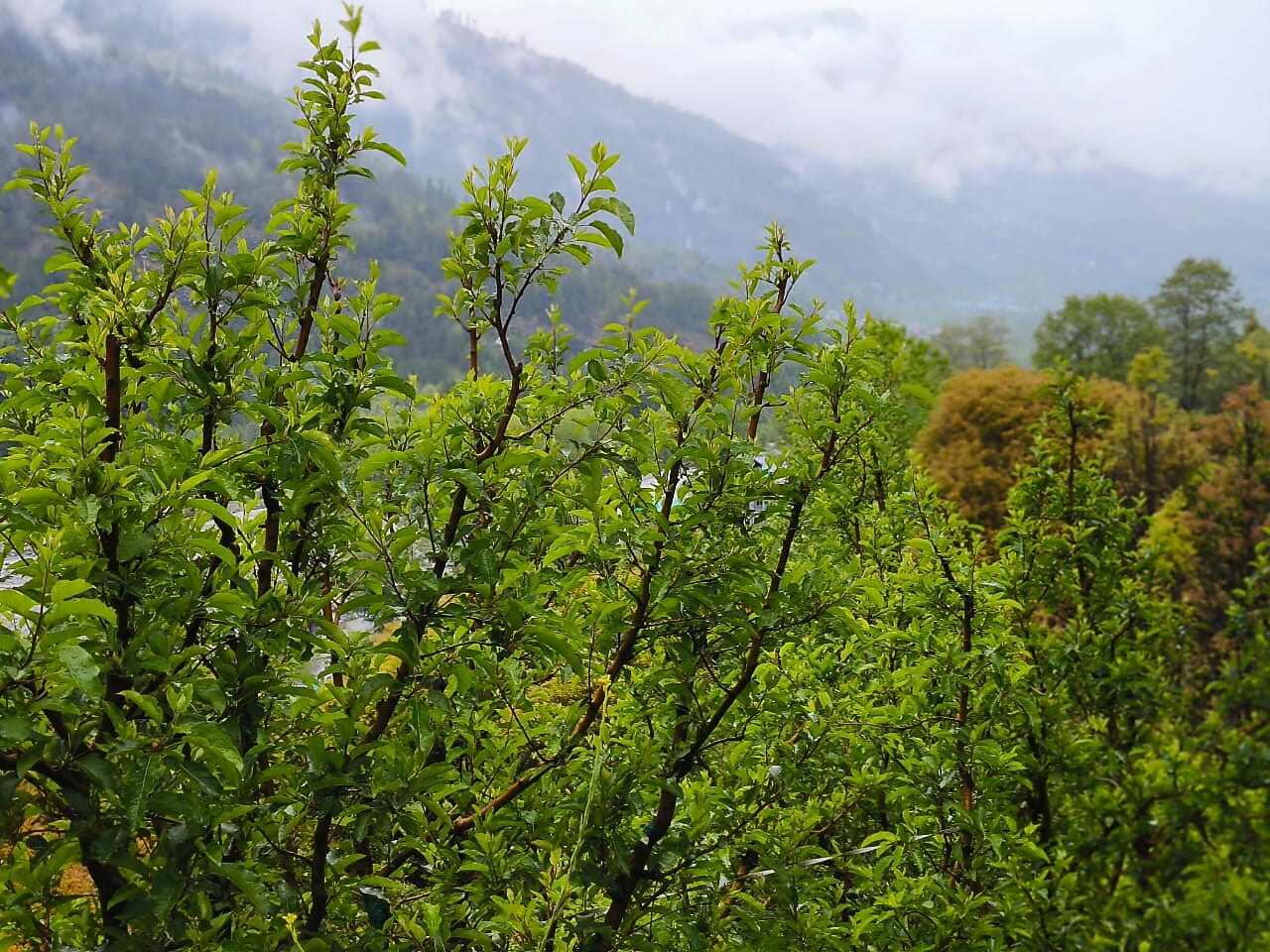 Utopia Resorts & Spa 𝗕𝗢𝗢𝗞 Manali Resort 𝘄𝗶𝘁𝗵 𝗙𝗥𝗘𝗘 𝗖𝗮𝗻𝗰𝗲𝗹𝗹𝗮𝘁𝗶𝗼𝗻