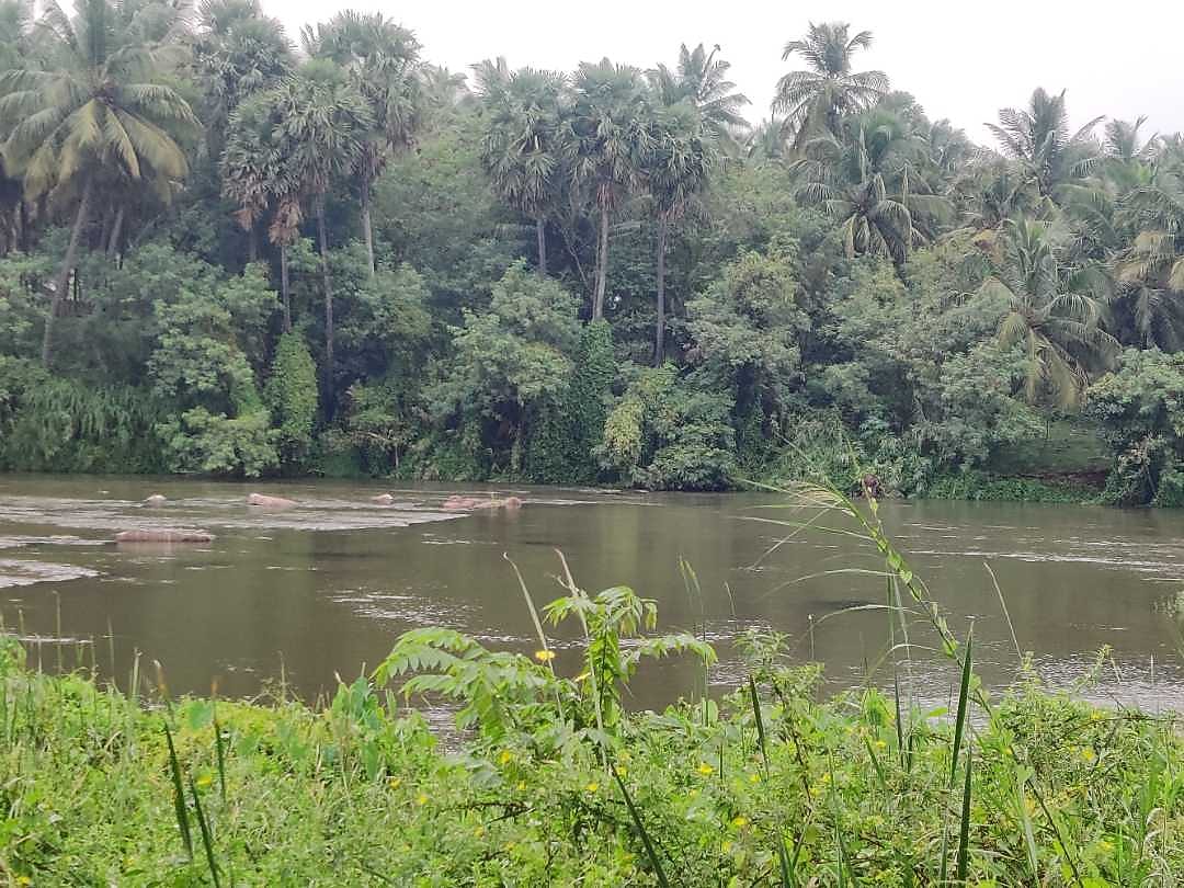 Ibex River Resorts, Pollachi 𝗕𝗢𝗢𝗞 Pollachi Resort 𝘄𝗶𝘁𝗵 𝗙𝗥𝗘𝗘 𝗖𝗮𝗻𝗰𝗲𝗹𝗹𝗮𝘁𝗶𝗼𝗻