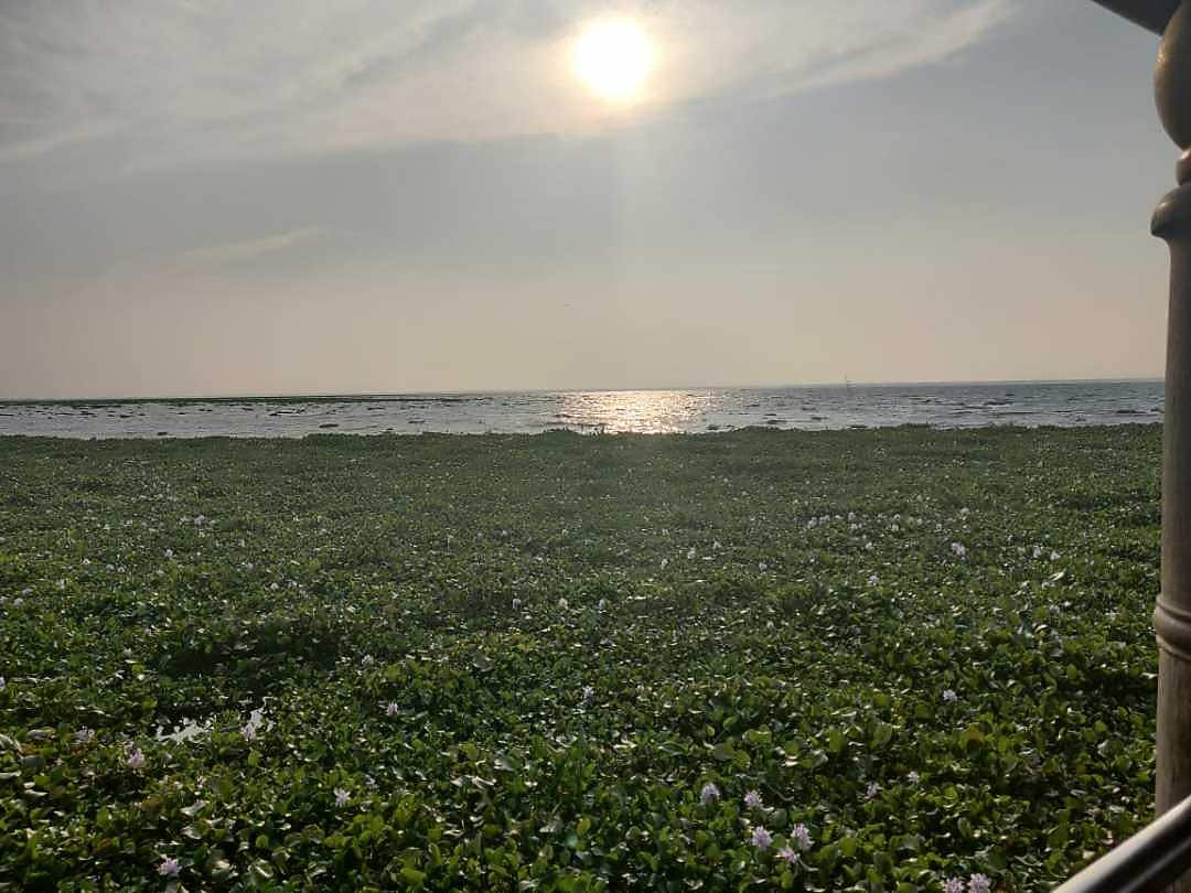 Backwater Ripples Kumarakom Resort Price, Address & Reviews