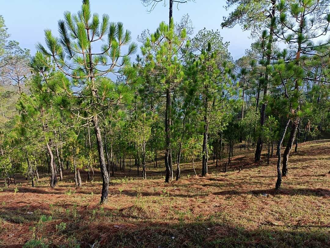 devki palace 𝗕𝗢𝗢𝗞 Ranikhet Homestay 𝘄𝗶𝘁𝗵 𝗙𝗥𝗘𝗘 𝗖𝗮𝗻𝗰𝗲𝗹𝗹𝗮𝘁𝗶𝗼𝗻