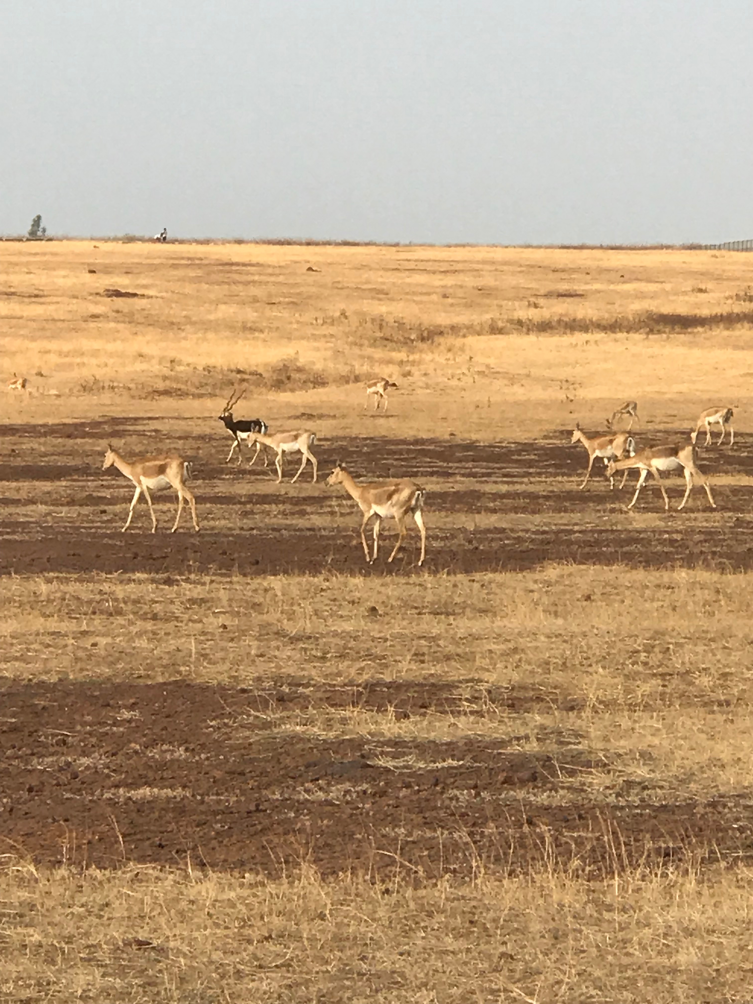 Blackbuck Resort by Jungle Lodges Bidar Resort, FREE Cancellation ...