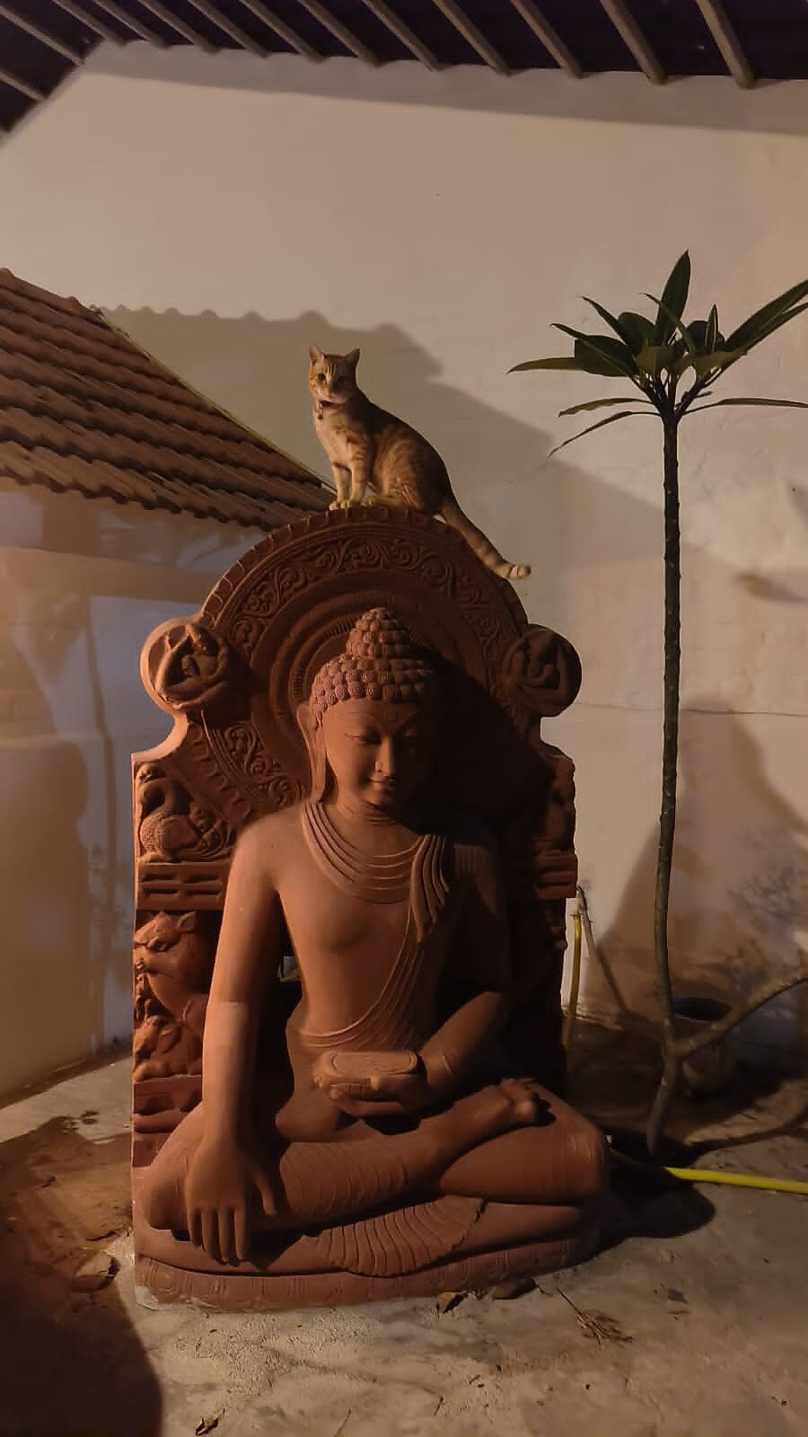 Jungle stay by Bilwa Estate coorg 𝗕𝗢𝗢𝗞 Coorg Homestay 𝘄𝗶𝘁𝗵 ₹𝟬 𝗣𝗔𝗬𝗠𝗘𝗡𝗧