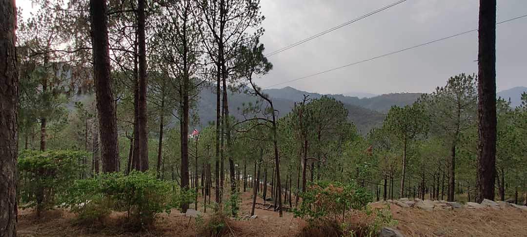 Photos of Grand View Resort - Hotel in Nahan