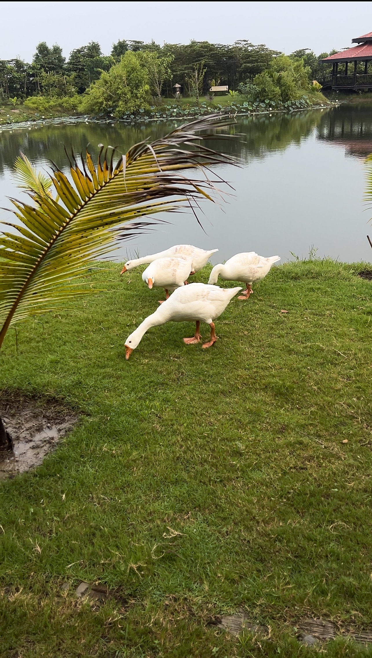 Mayfair Purnea 𝗕𝗢𝗢𝗞 Purnia Resort 𝘄𝗶𝘁𝗵 𝗙𝗥𝗘𝗘 𝗖𝗮𝗻𝗰𝗲𝗹𝗹𝗮𝘁𝗶𝗼𝗻