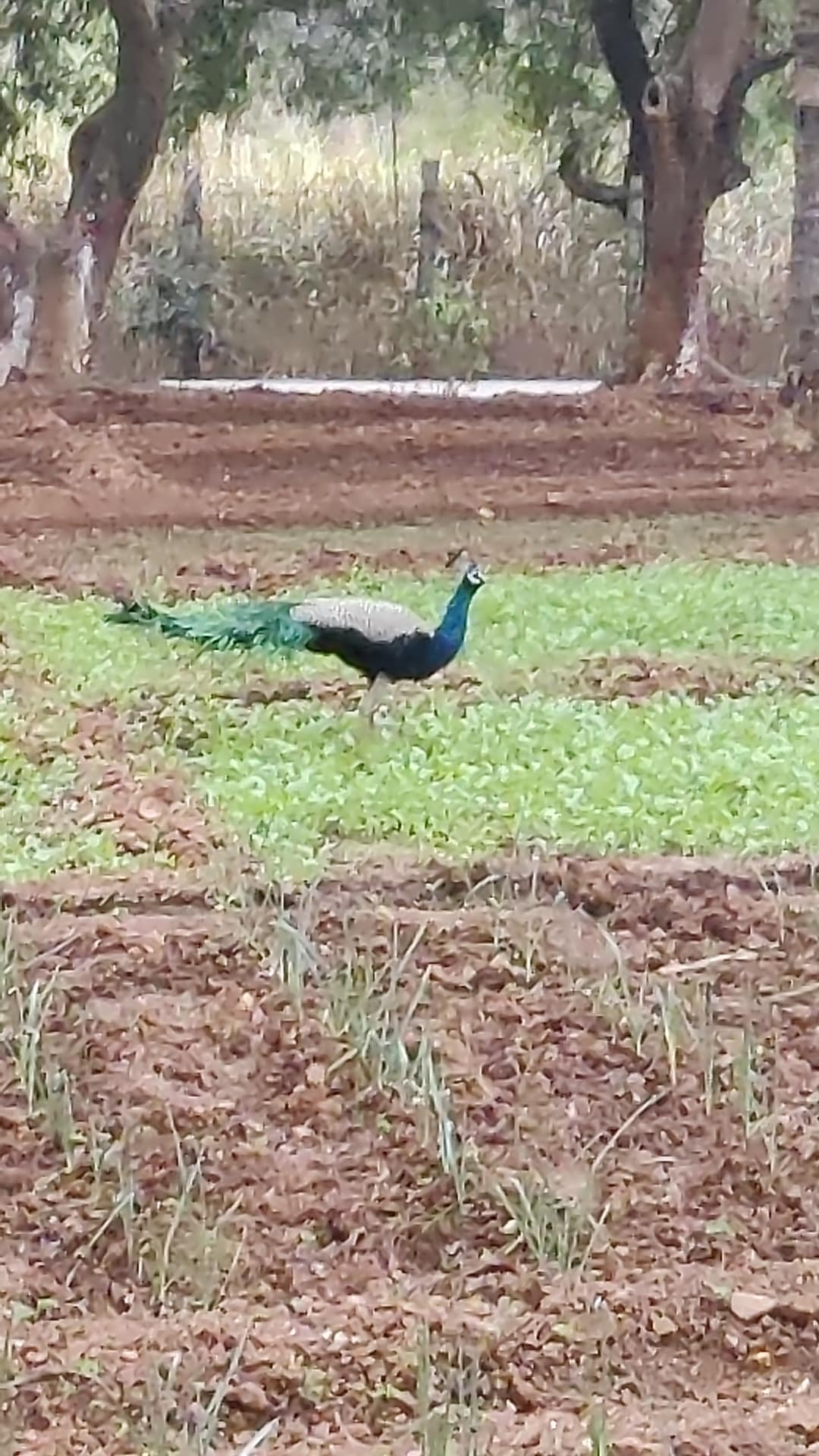 The Sulit Whitefield 𝗕𝗢𝗢𝗞 Bangalore Hotel 𝘄𝗶𝘁𝗵 ₹𝟬 𝗣𝗔𝗬𝗠𝗘𝗡𝗧