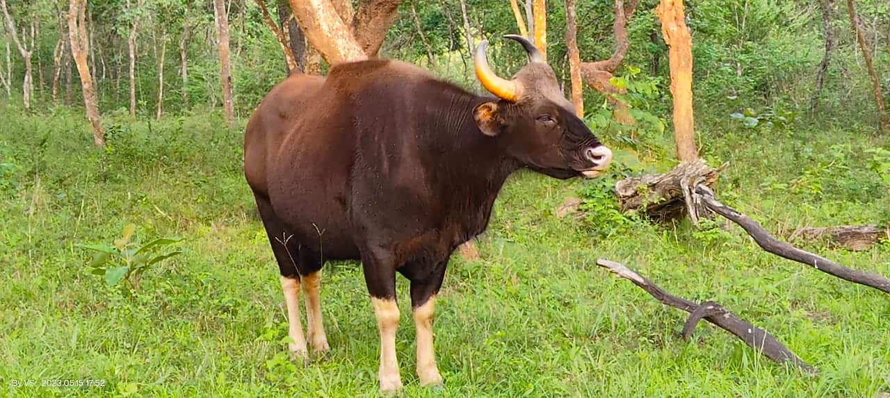 Reviews of Bandipur Safari Lodge by Jungle Lodges - Resort in Bandipur ...