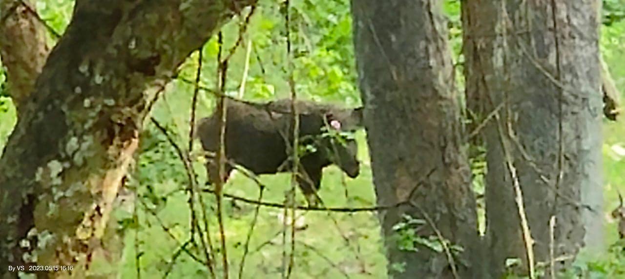 Reviews of Bandipur Safari Lodge by Jungle Lodges - Resort in Bandipur ...