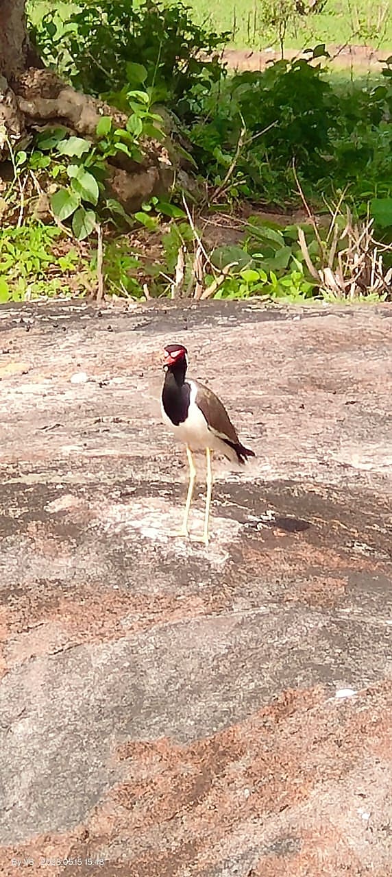 Reviews of Bandipur Safari Lodge by Jungle Lodges - Resort in Bandipur ...