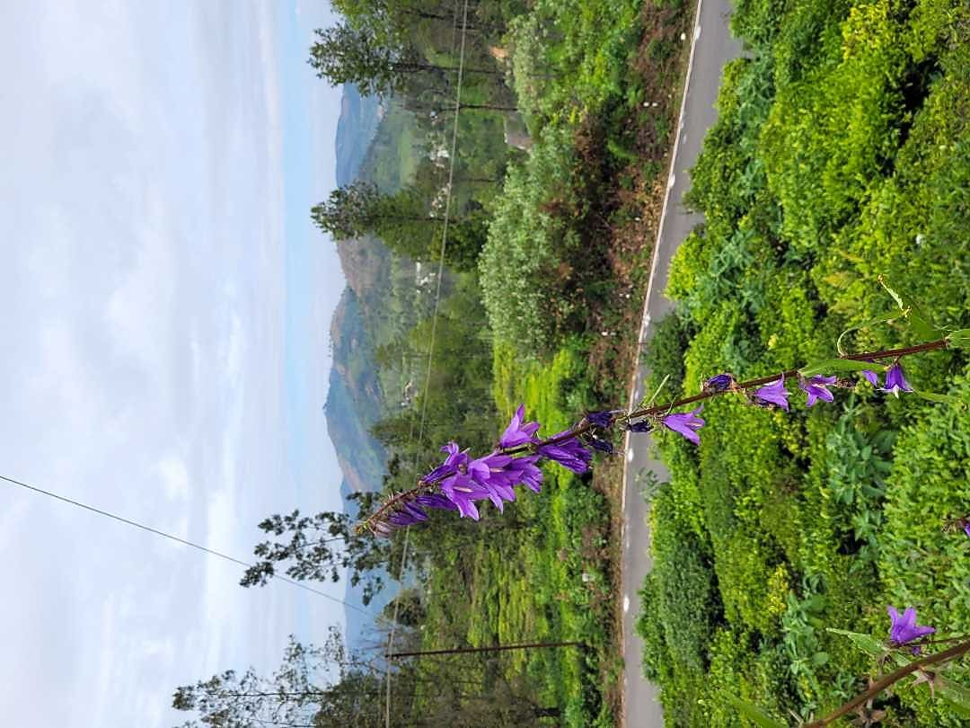 Photos of IVC Villa | Rooms & Caretaker - Cottage in Kotagiri