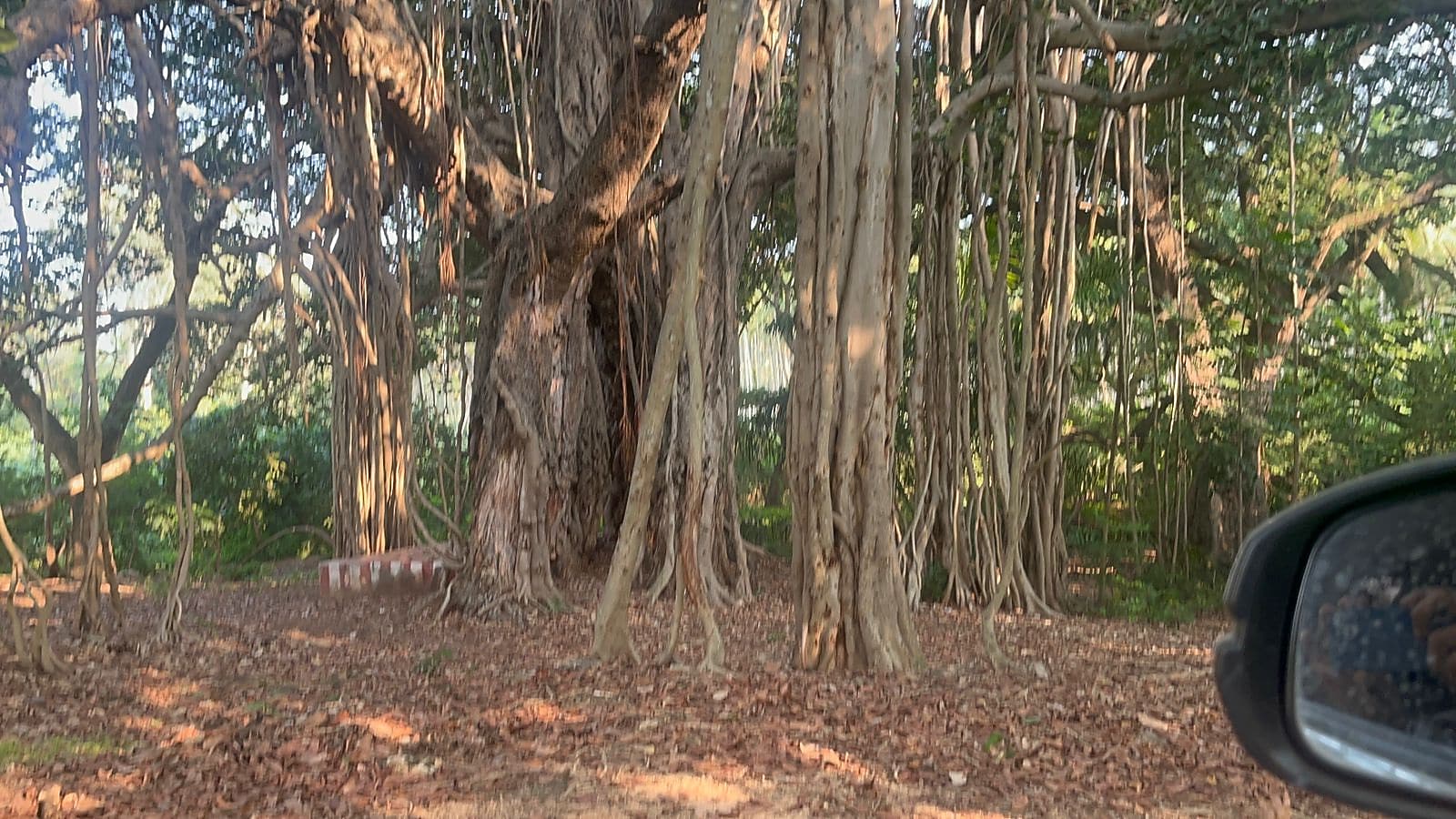 Banyan Tree Farm | Rooms & Pool 𝗕𝗢𝗢𝗞 Pollachi Homestay 𝘄𝗶𝘁𝗵 𝗙𝗥𝗘𝗘 ...