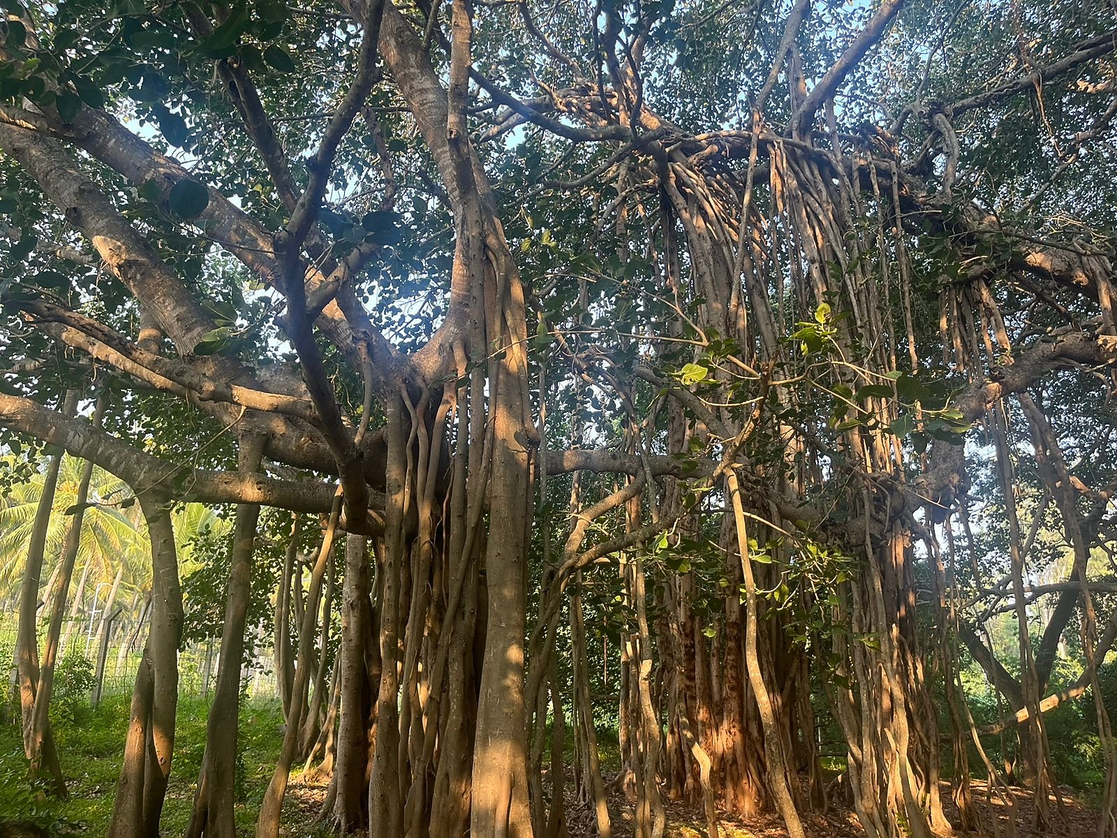 Banyan Tree Farm | Rooms & Pool 𝗕𝗢𝗢𝗞 Pollachi Homestay 𝘄𝗶𝘁𝗵 𝗙𝗥𝗘𝗘 ...