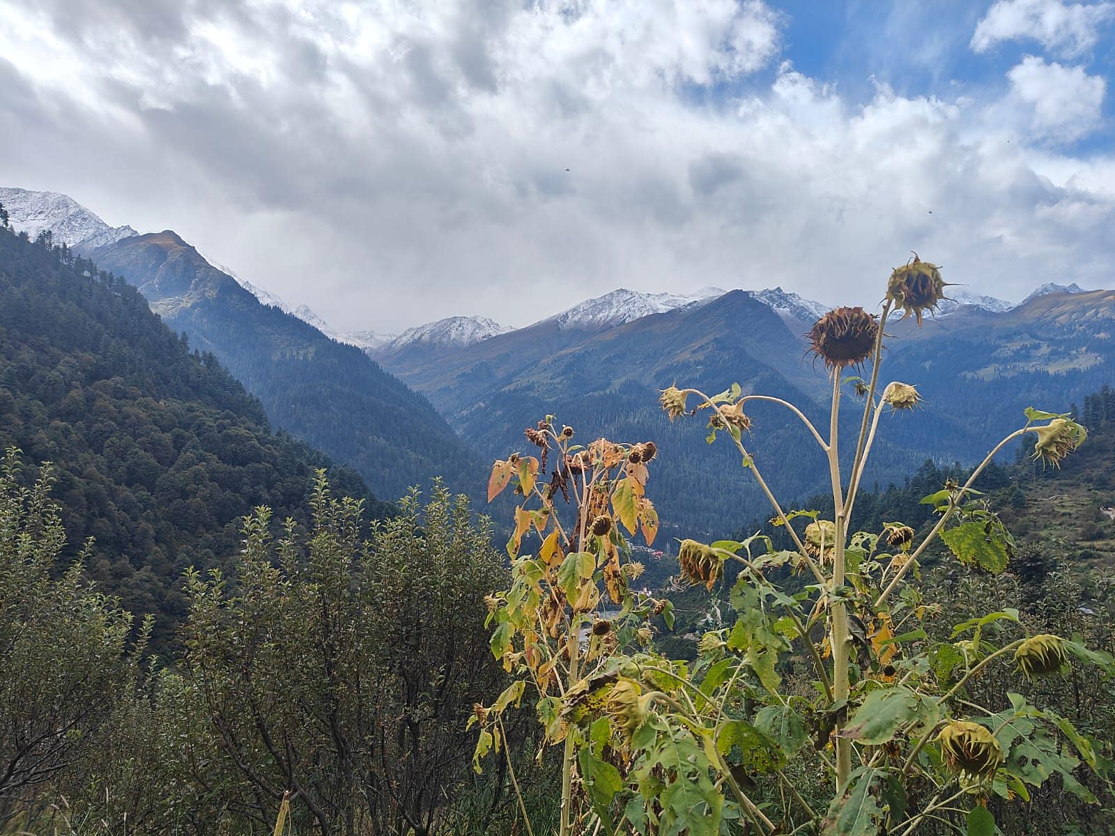 The FullMoon Cafe Tosh 𝗕𝗢𝗢𝗞 Tosh Homestay 𝘄𝗶𝘁𝗵 𝗙𝗥𝗘𝗘 𝗖𝗮𝗻𝗰𝗲𝗹𝗹𝗮𝘁𝗶𝗼𝗻