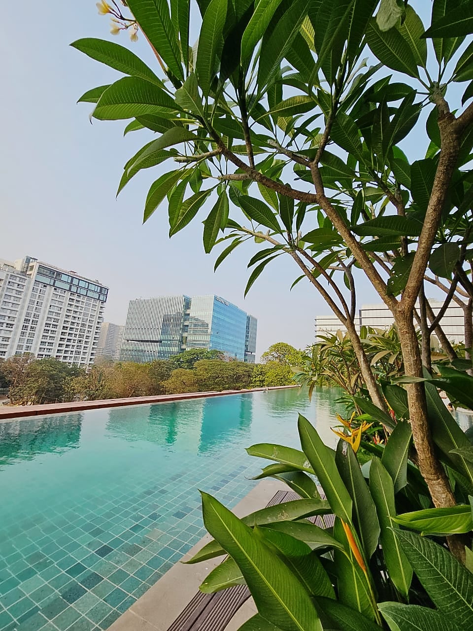 Taj The Trees Mumbai 𝗕𝗢𝗢𝗞 Mumbai Hotel 𝘄𝗶𝘁𝗵 ₹𝟬 𝗣𝗔𝗬𝗠𝗘𝗡𝗧