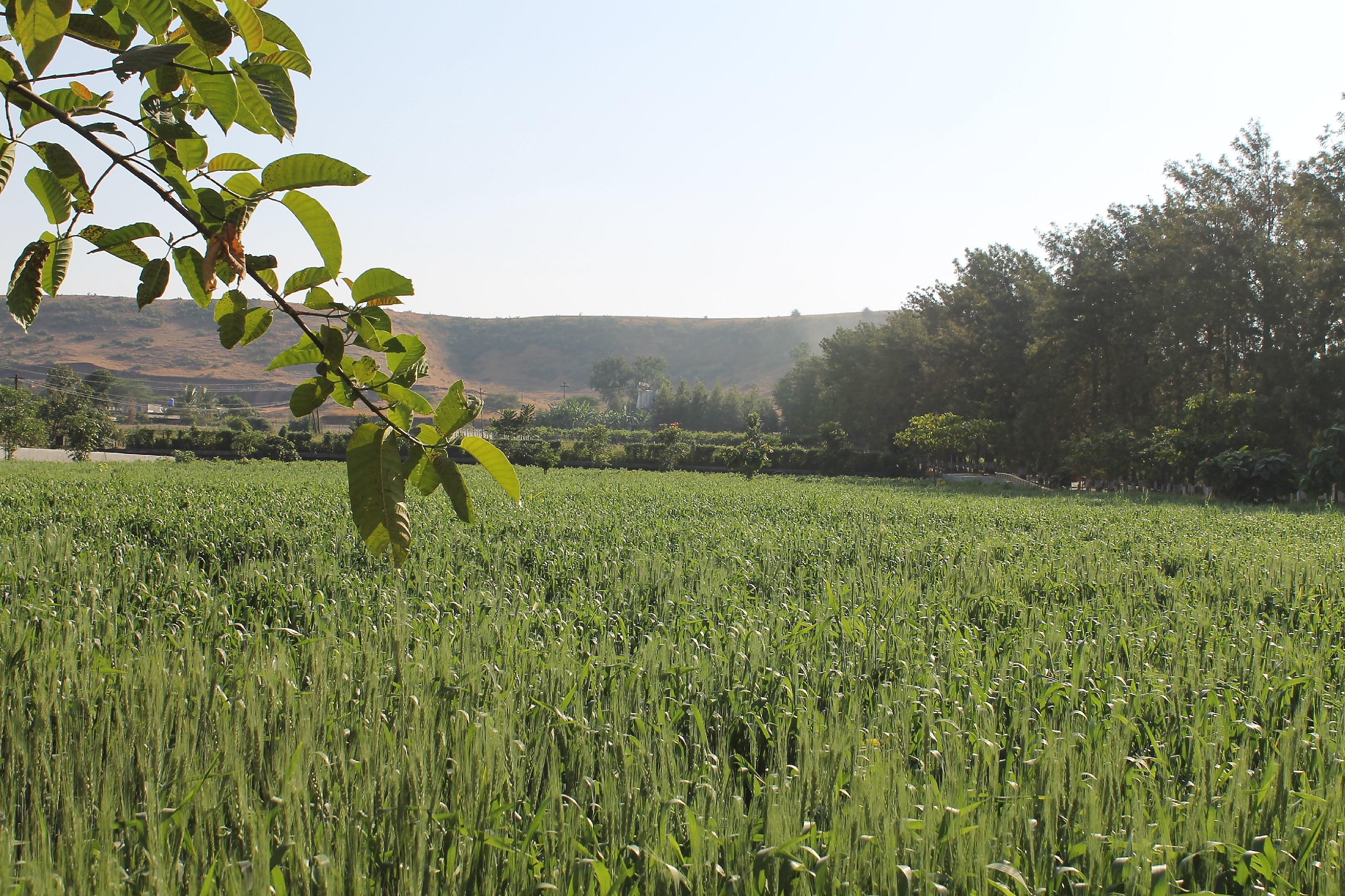 Photos of G.P Farm - Homestay in Nashik