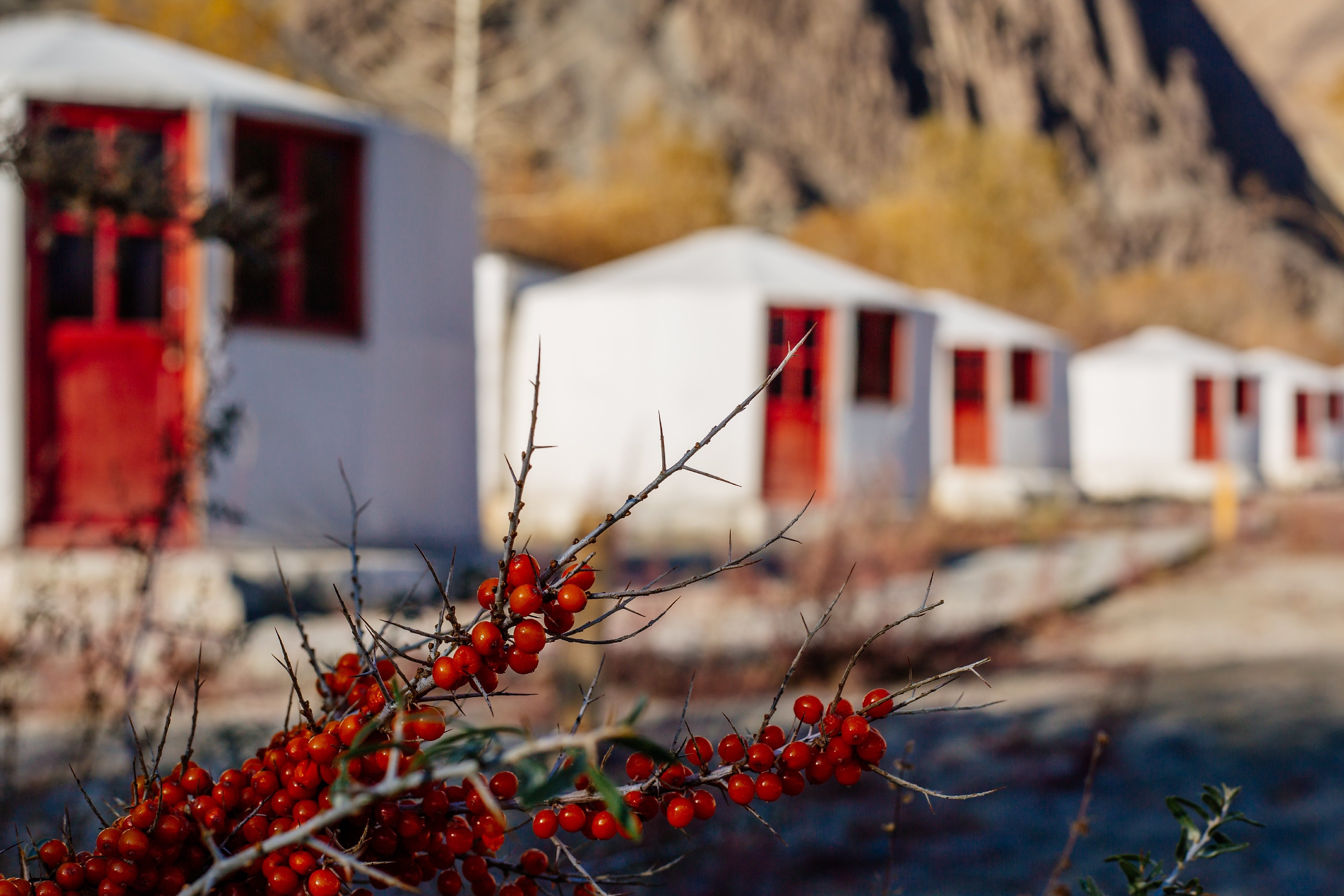 Photos of Hunder Sarai Resort - Resort in Nubra Valley