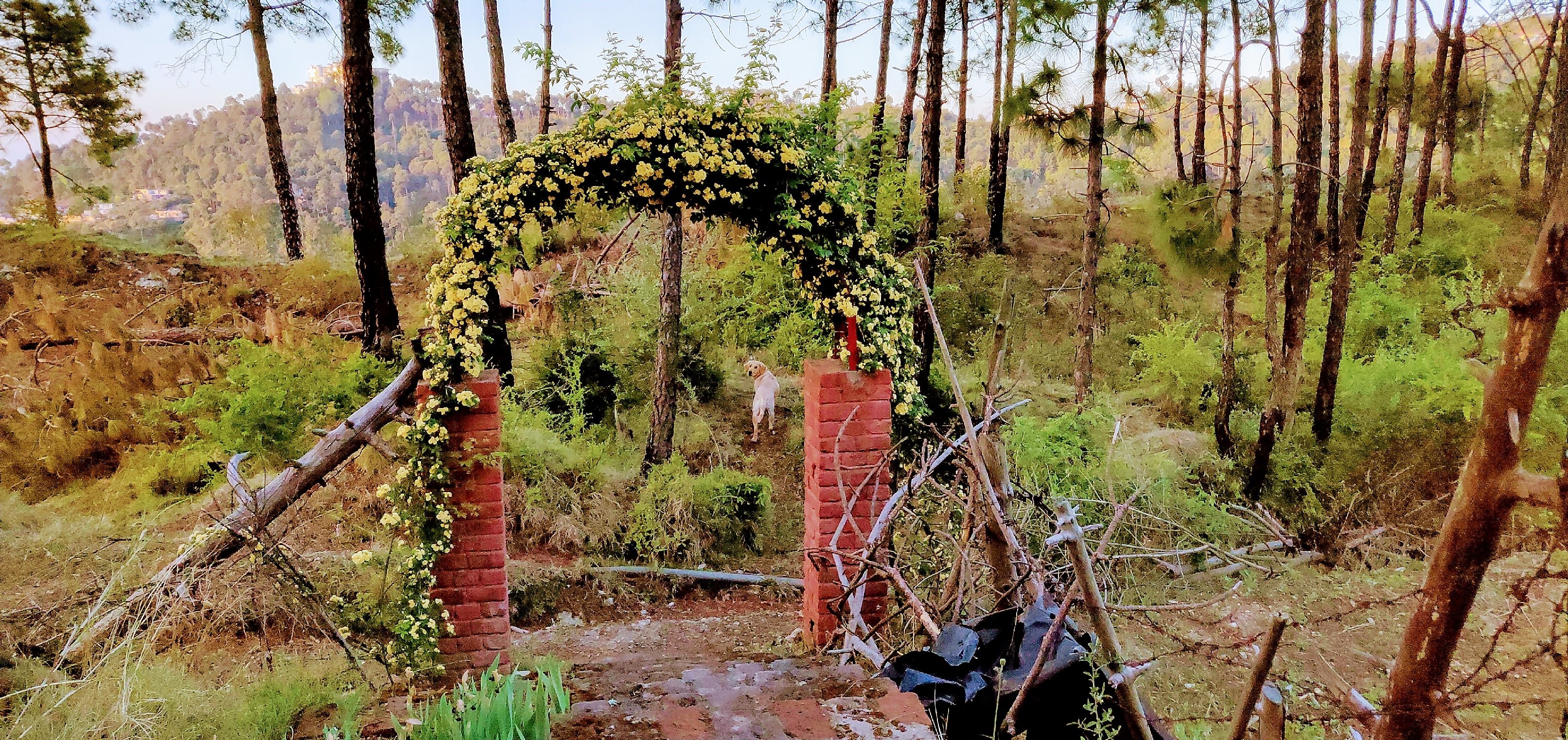 Rambling Rose Cottage Solan Cottage Price, Address & Reviews