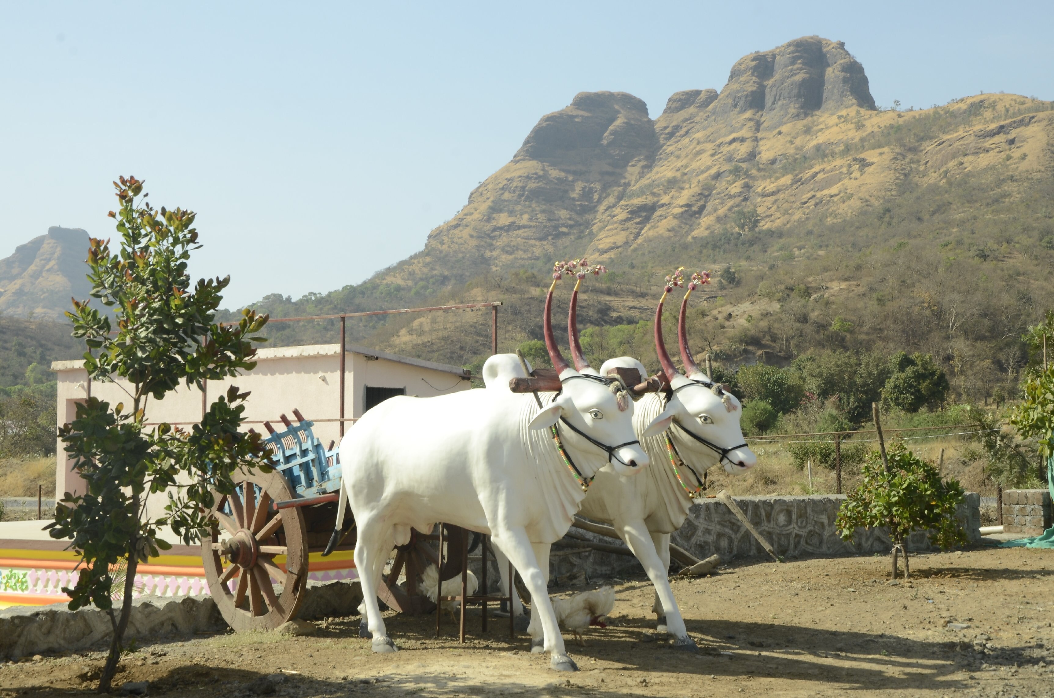 Malshej Ghat Agro Resort | Malshej Ghat Homestay BOOK @ ₹1