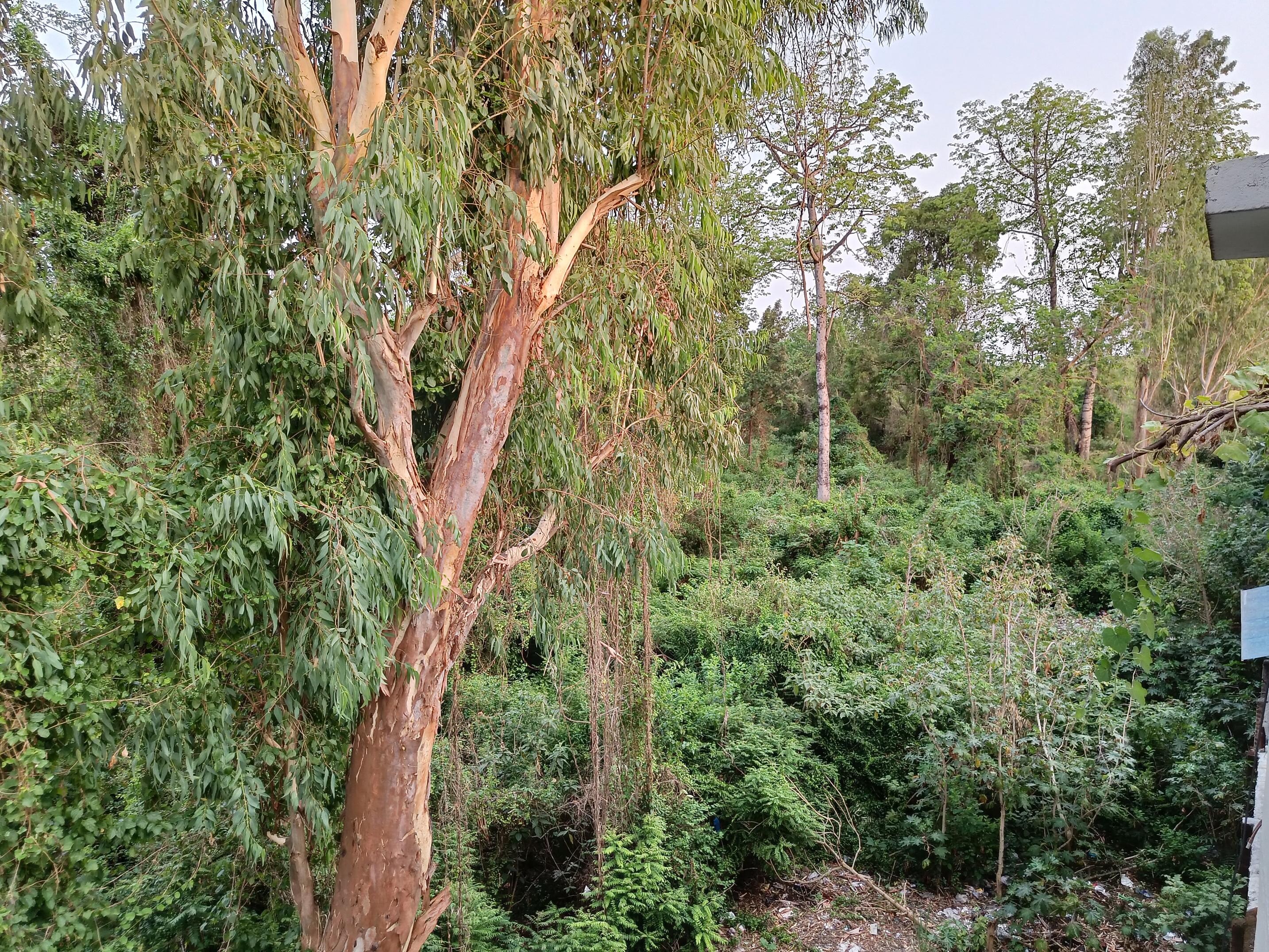 Kyarki Resort Best Rates on Rishikesh Hotel Deals, Reviews & Photos