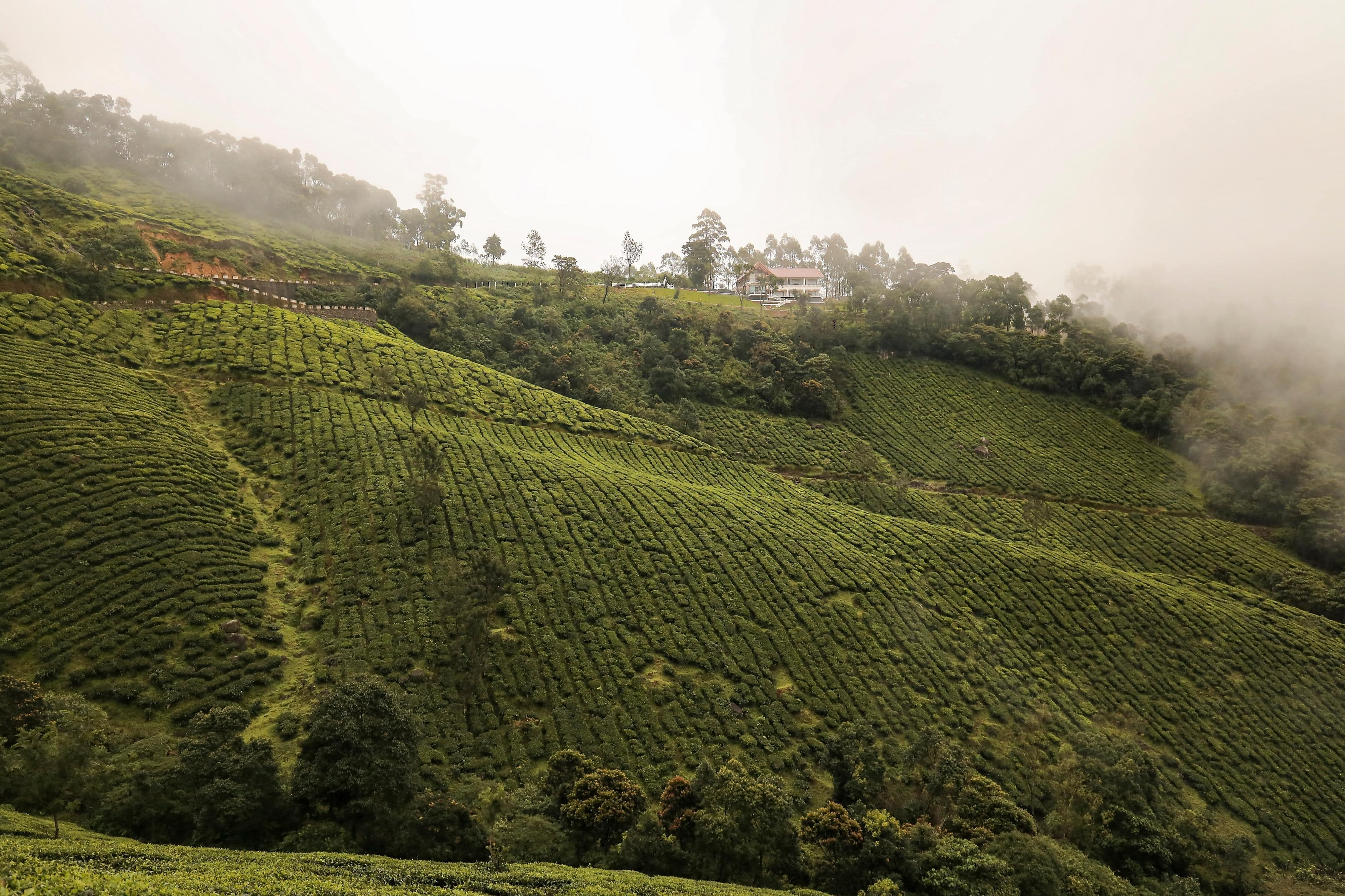 The Planet Munnar 𝗕𝗢𝗢𝗞 Munnar Resort 𝘄𝗶𝘁𝗵 ₹𝟬 𝗣𝗔𝗬𝗠𝗘𝗡𝗧