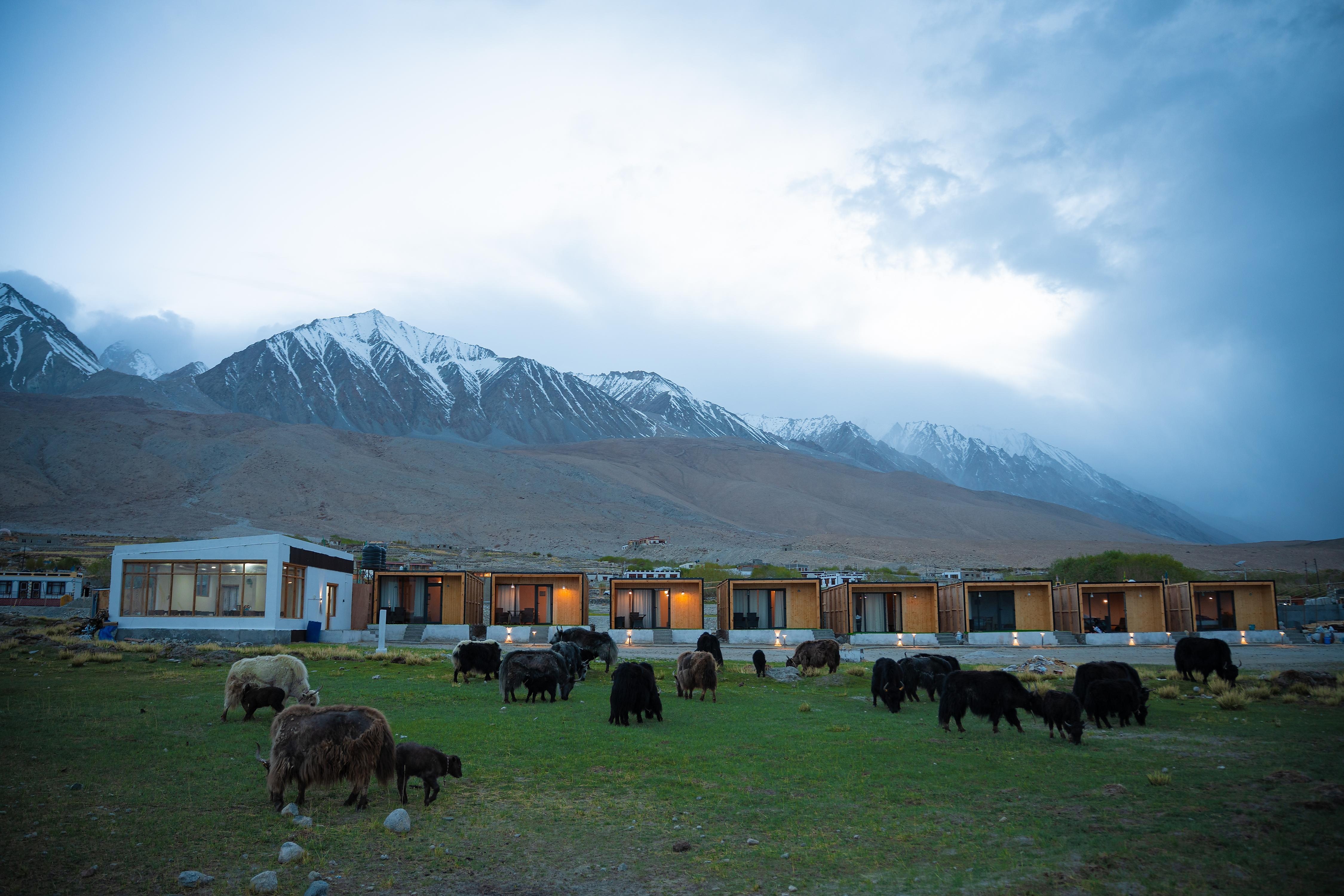 Saser Scenic Pangong | Lake View Cottage with Stargazing Experience ...