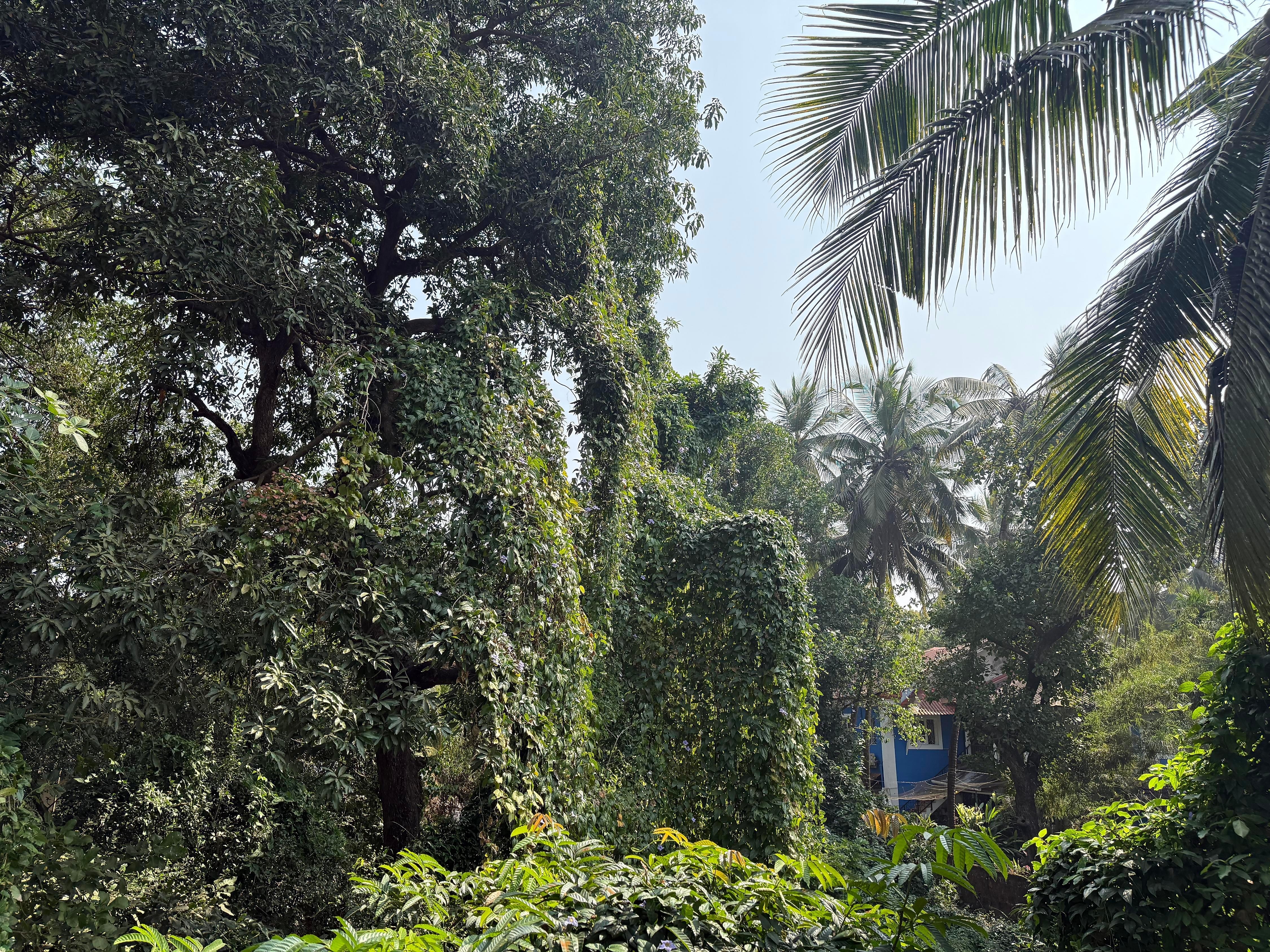Titus Parra Coconut Paradise Villa Goa | Book Hotel with Up to 25% OFF
